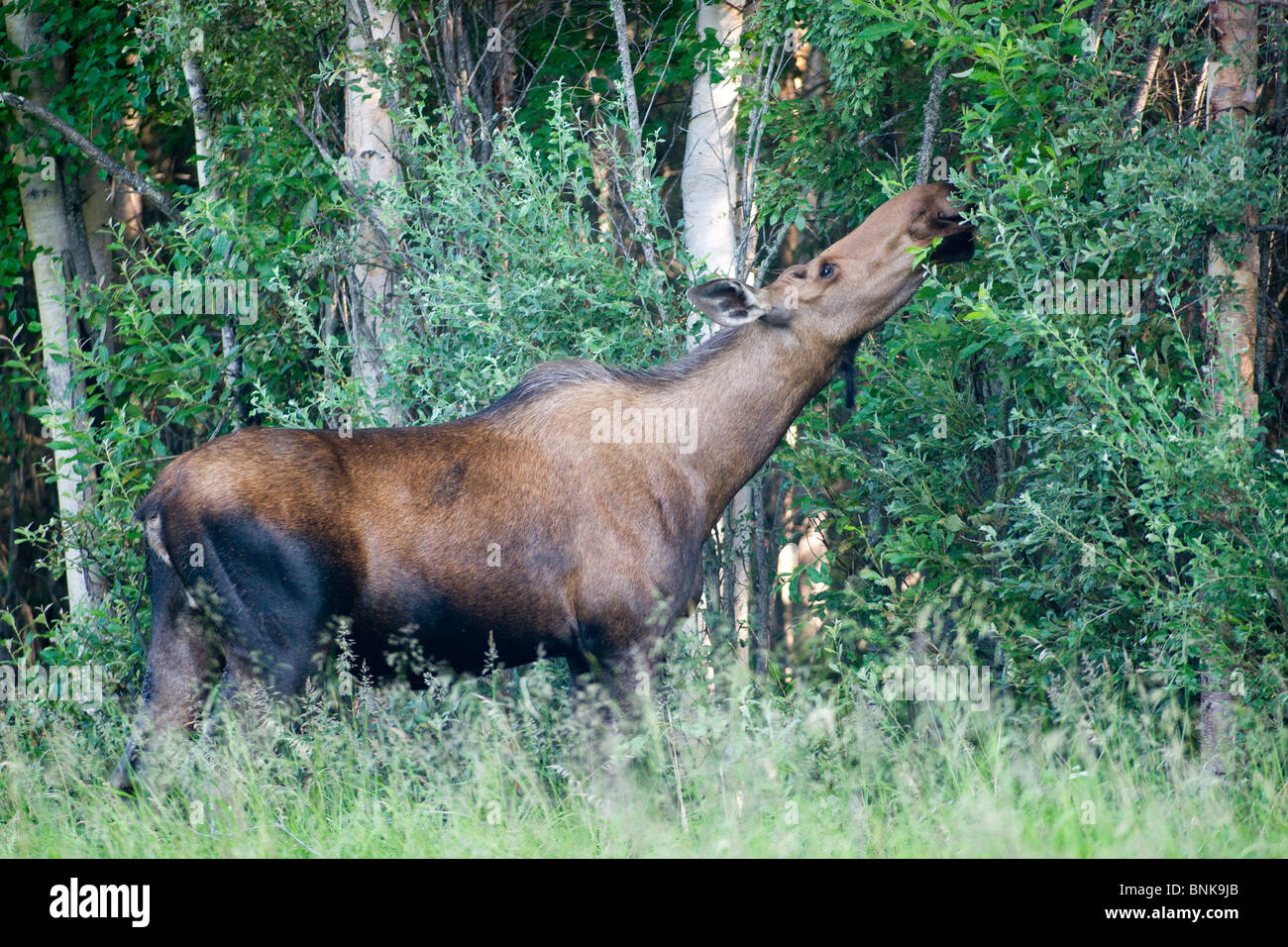 Moose foraging in Alaska Stock Photo - Alamy