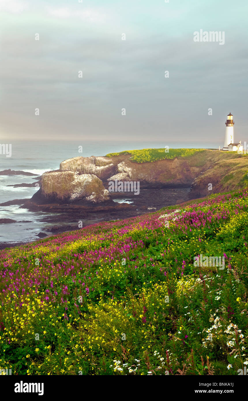 Pre dawn light reveals wildflowers blooming at Yaquina Head Outstanding ...