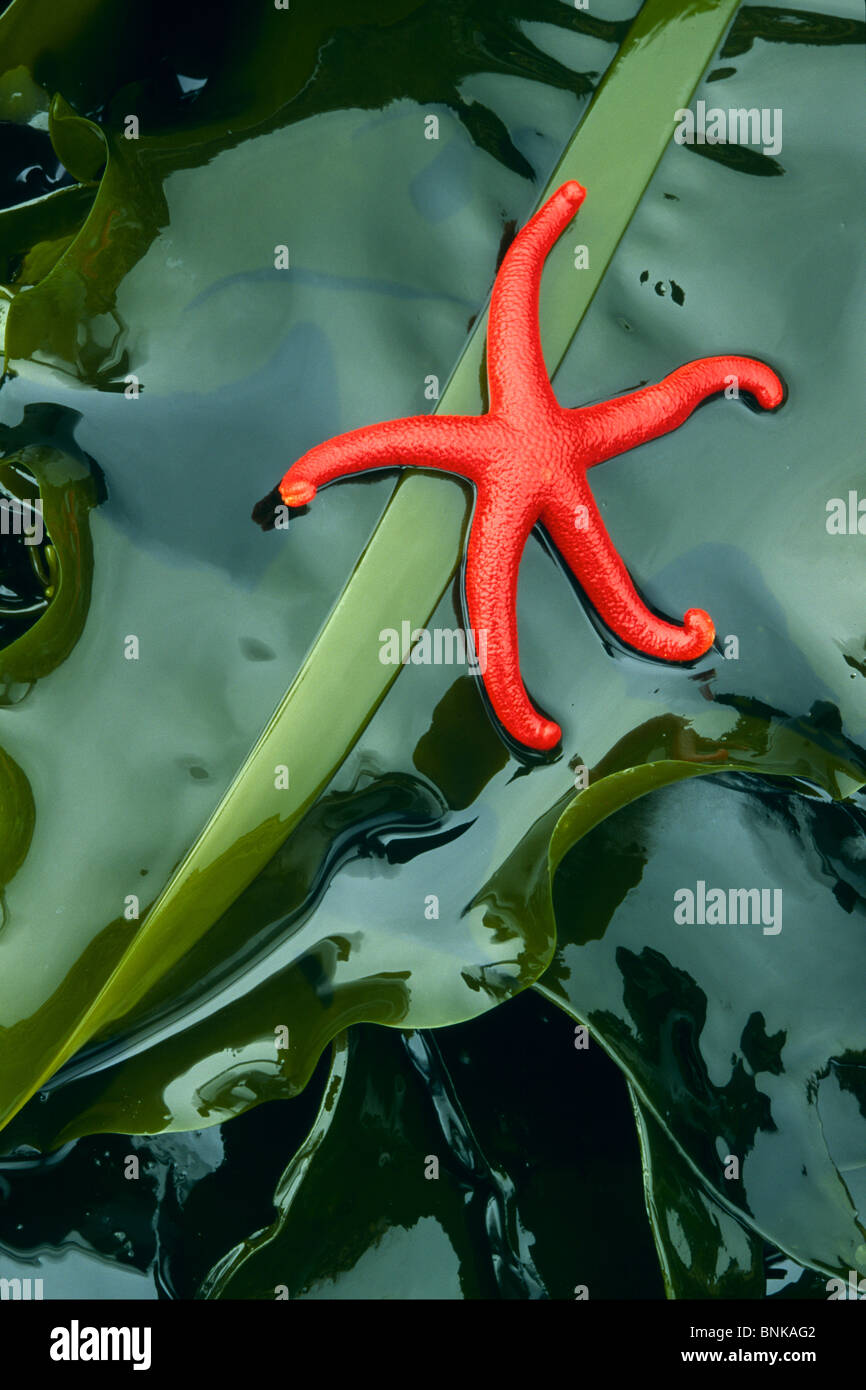 Bloodstar hi-res stock photography and images - Alamy