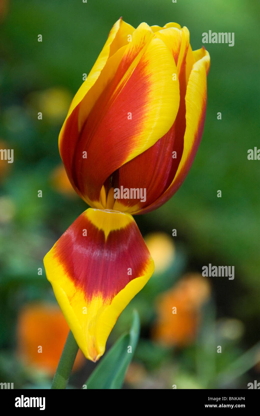 Tulips, Botanical Gardens, Wellington, North island, New Zealand Stock ...