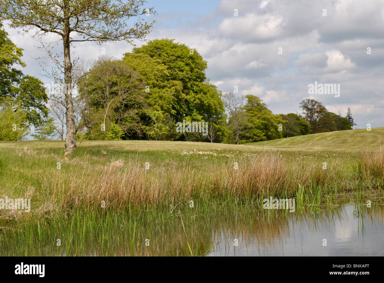 fresh cut grass on a fairway Stock Photo - Alamy