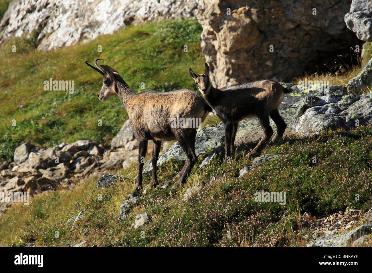 Alps alpine fauna Alpine fauna alpine Chamois mountains mountain fauna ...