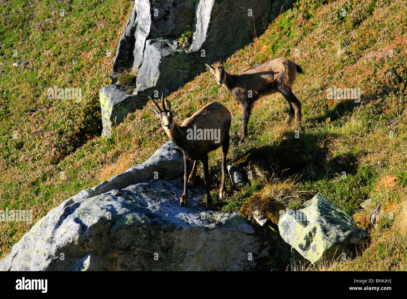 Alps alpine fauna Alpine fauna alpine Chamois mountains mountain fauna ...