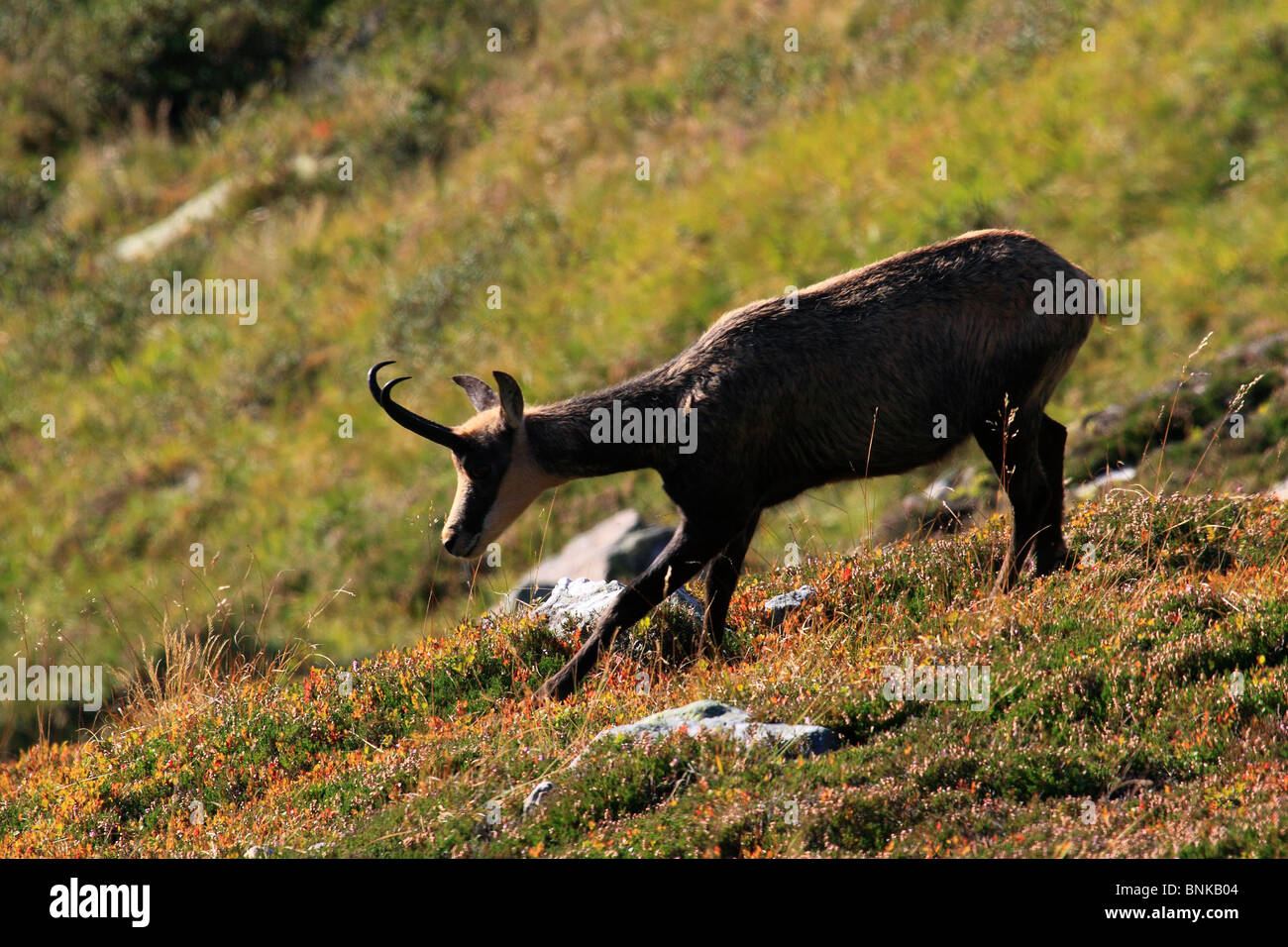 Action the Alps nightmares Alps fauna Alpine fauna alpine Chamois ...