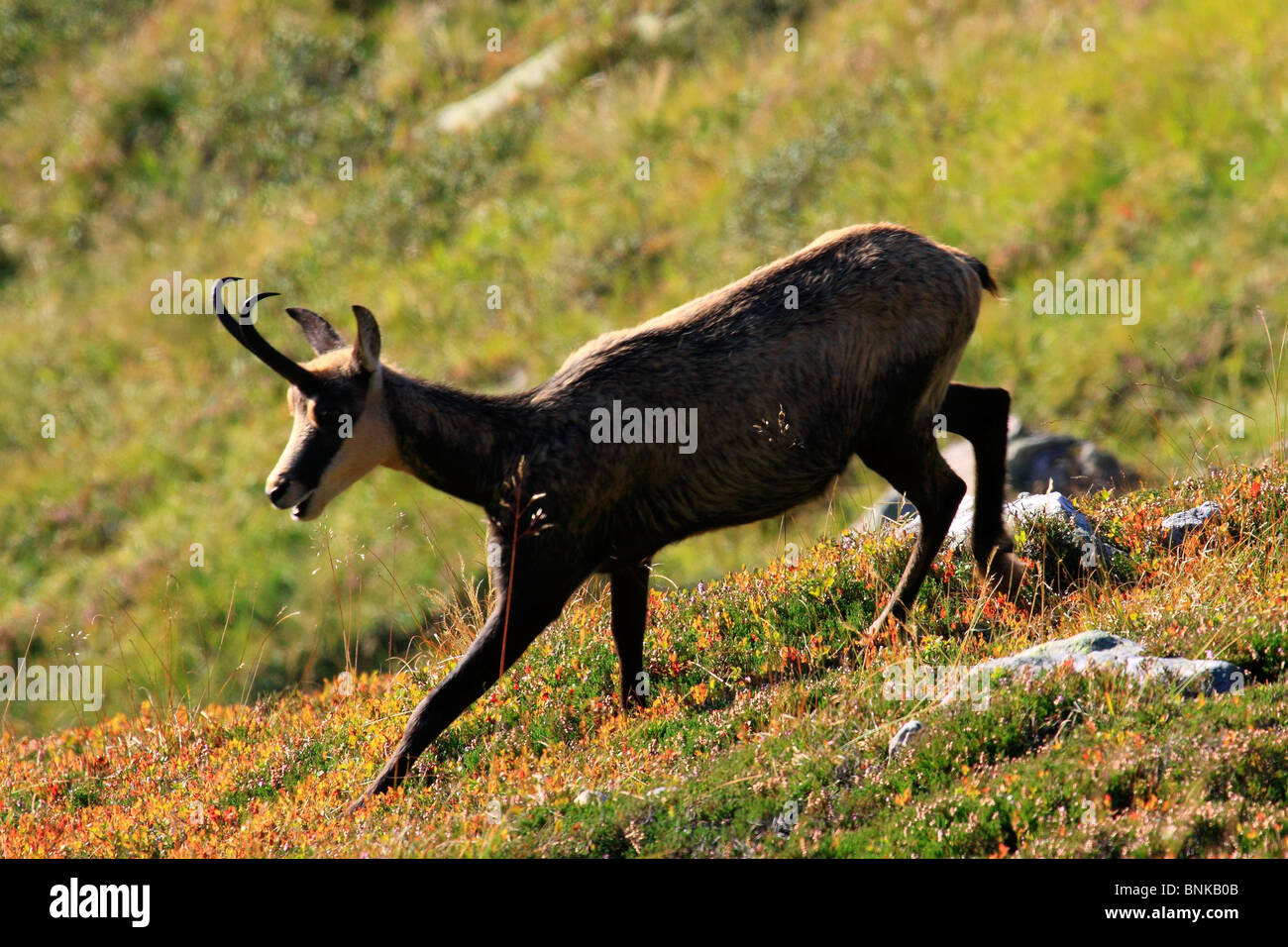 Action the Alps nightmares Alps fauna Alpine fauna alpine Chamois ...