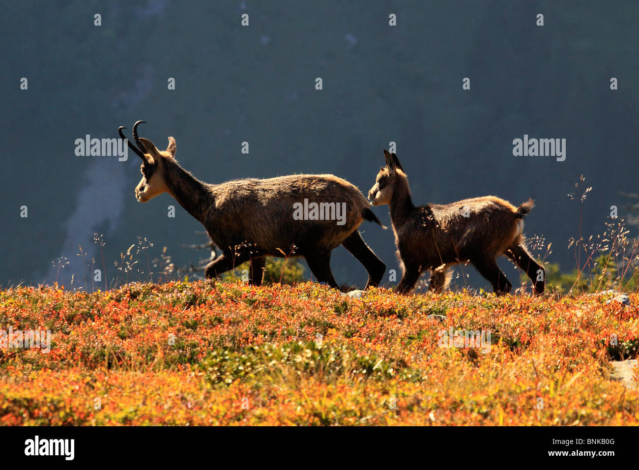 Alps alpine fauna Alpine fauna alpine Chamois mountains mountain fauna ...