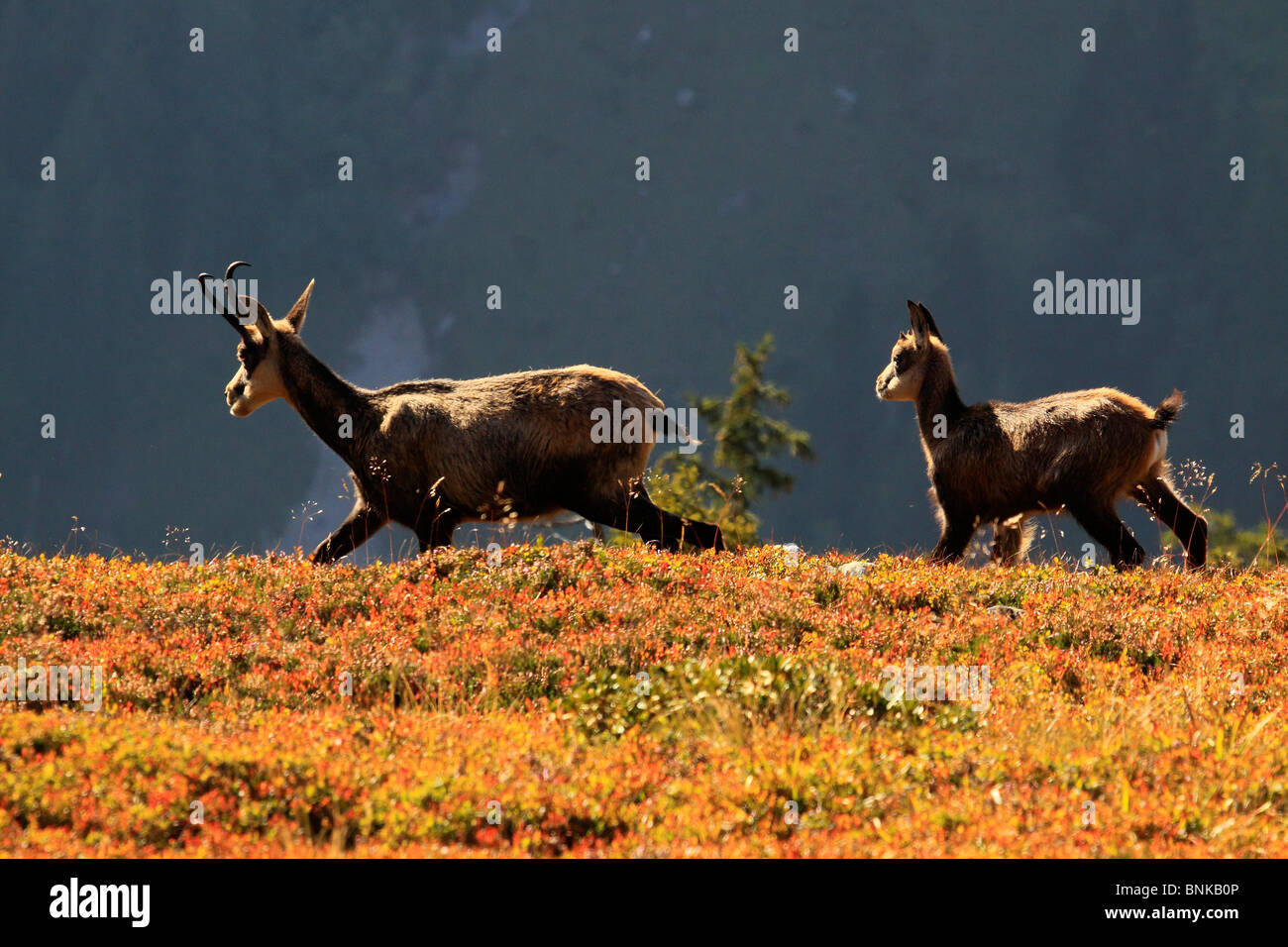 Alps alpine fauna Alpine fauna alpine Chamois mountains mountain fauna ...