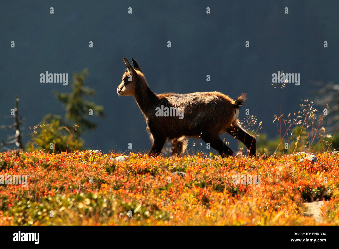 Alps alpine fauna Alpine fauna alpine Chamois mountains mountain fauna ...