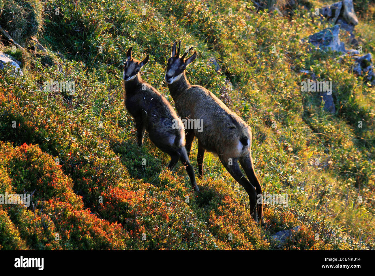 Alps alpine fauna Alpine fauna alpine Chamois mountains mountain fauna ...
