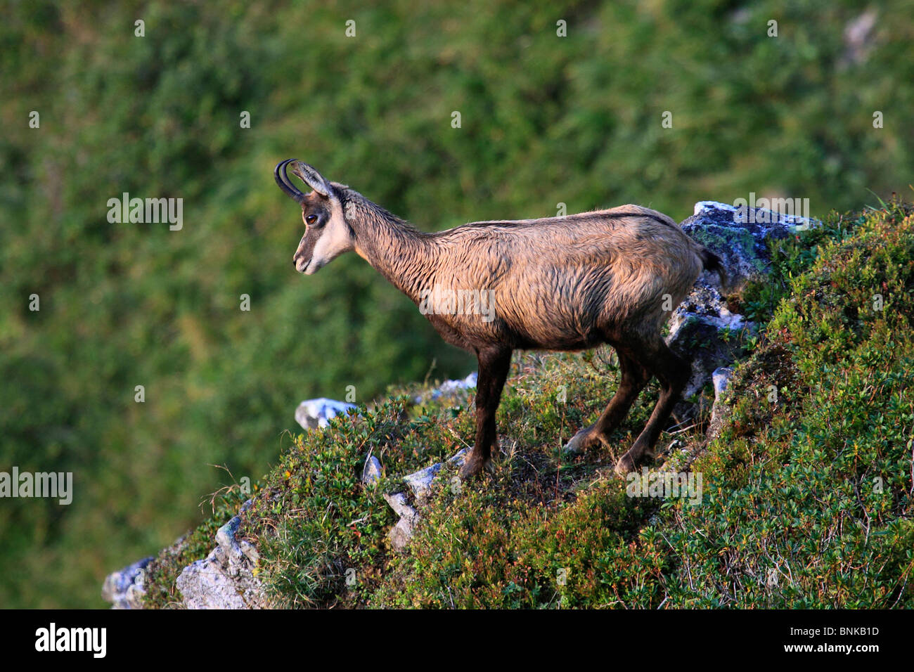 Alps alpine fauna Alpine fauna alpine Chamois mountains mountain fauna ...