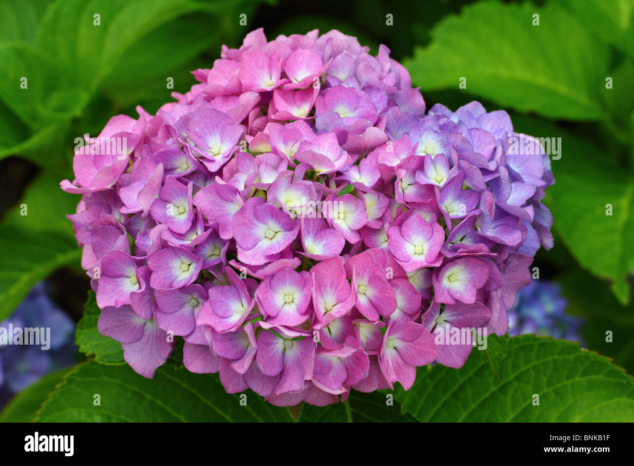 Purple hydrangea blossom close up Stock Photo - Alamy