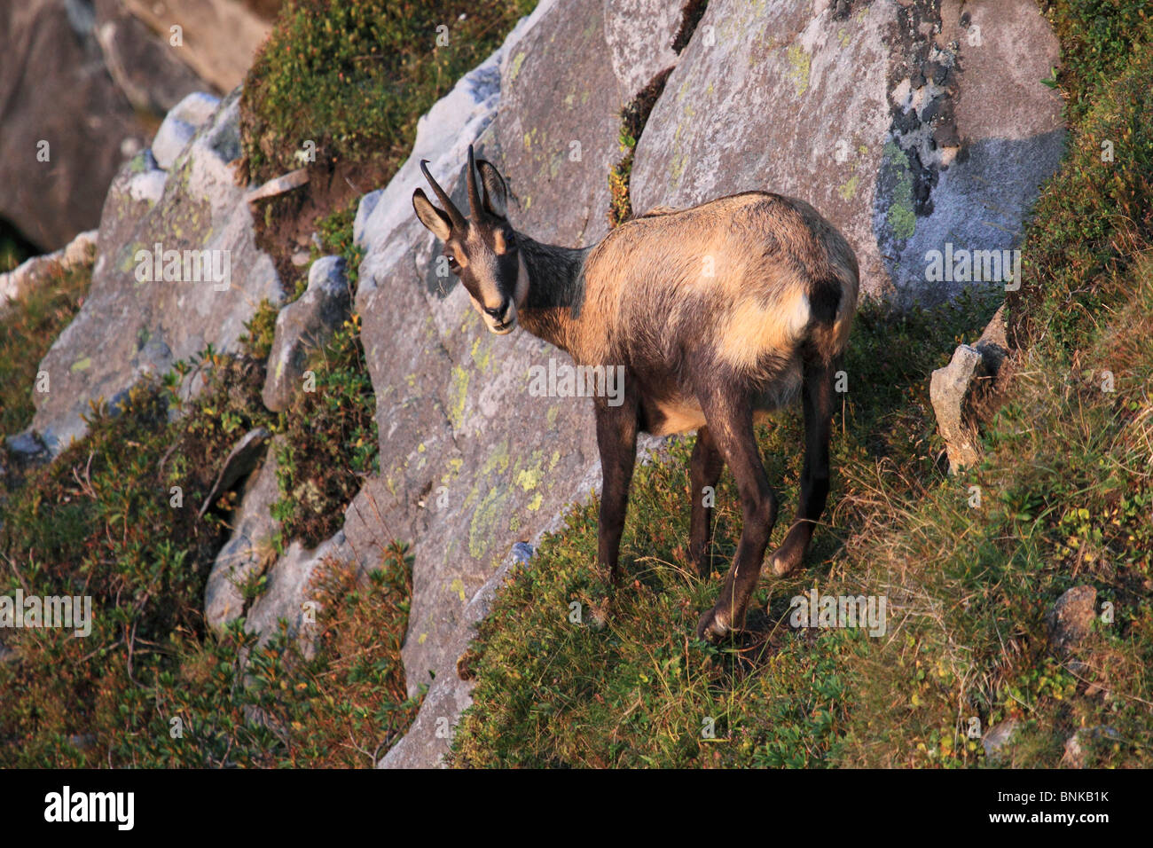 Alps alpine fauna Alpine fauna alpine Chamois mountains mountain fauna ...