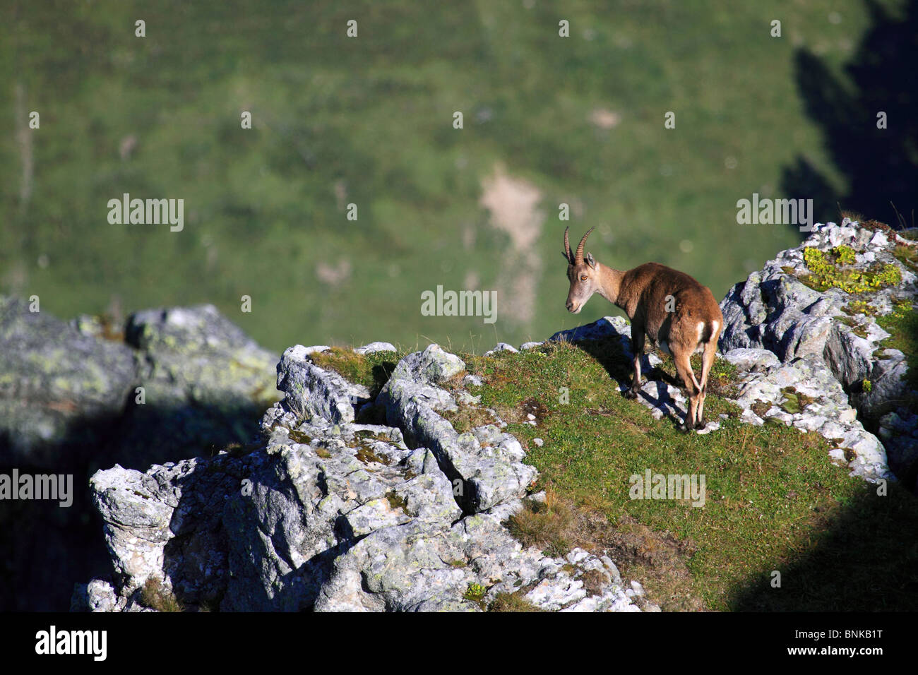Alps alpine fauna Alpine fauna mountains mountain fauna mountain world ...