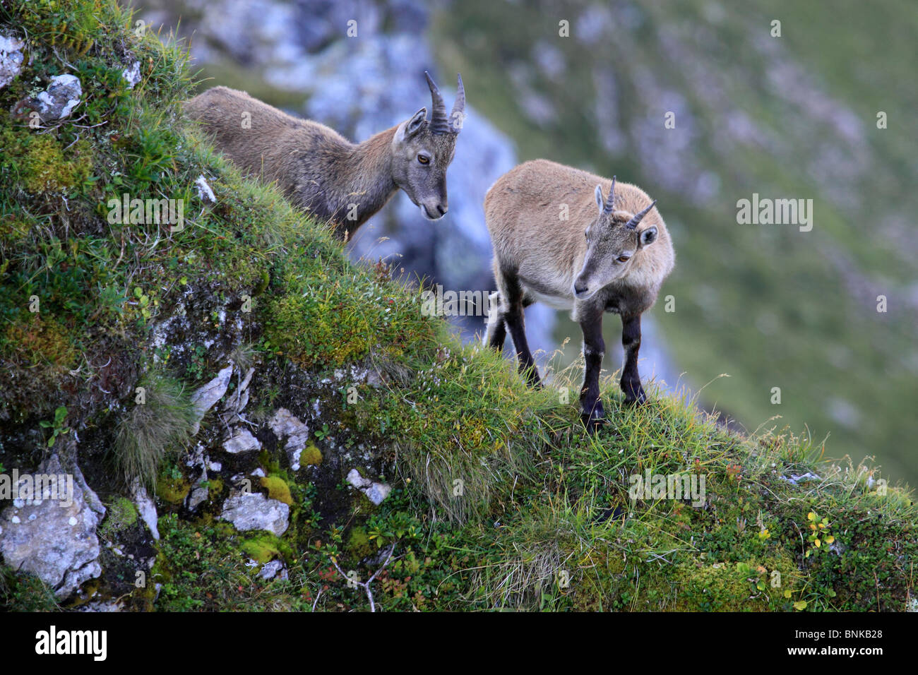 Alps alpine fauna Alpine fauna mountains mountain fauna mountain world ...