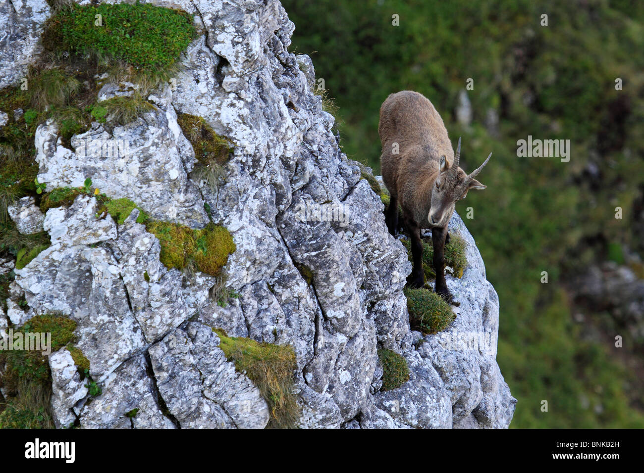 Alps alpine fauna Alpine fauna mountains mountain fauna mountain world ...