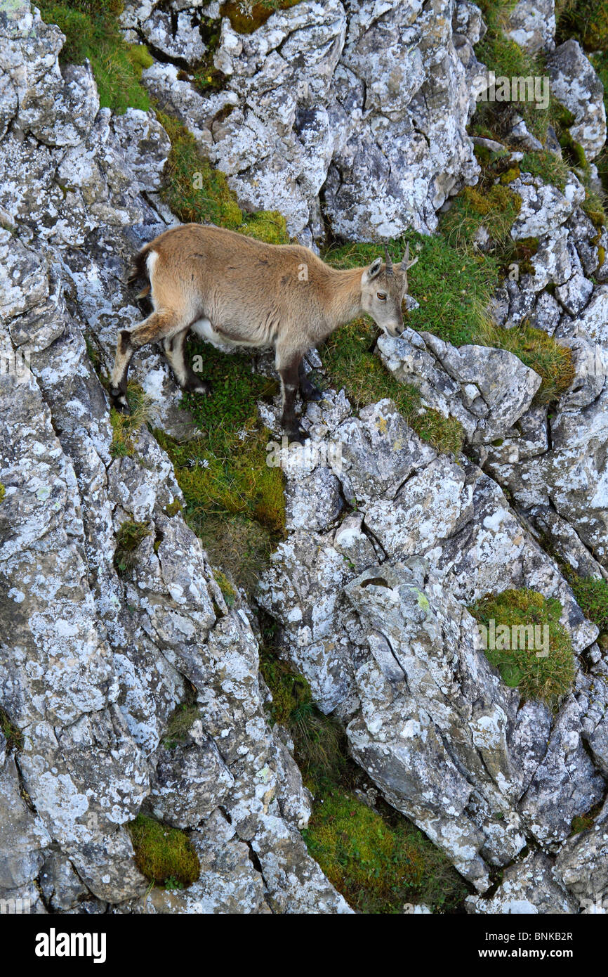 Alps alpine fauna Alpine fauna mountain mountains mountain fauna ...