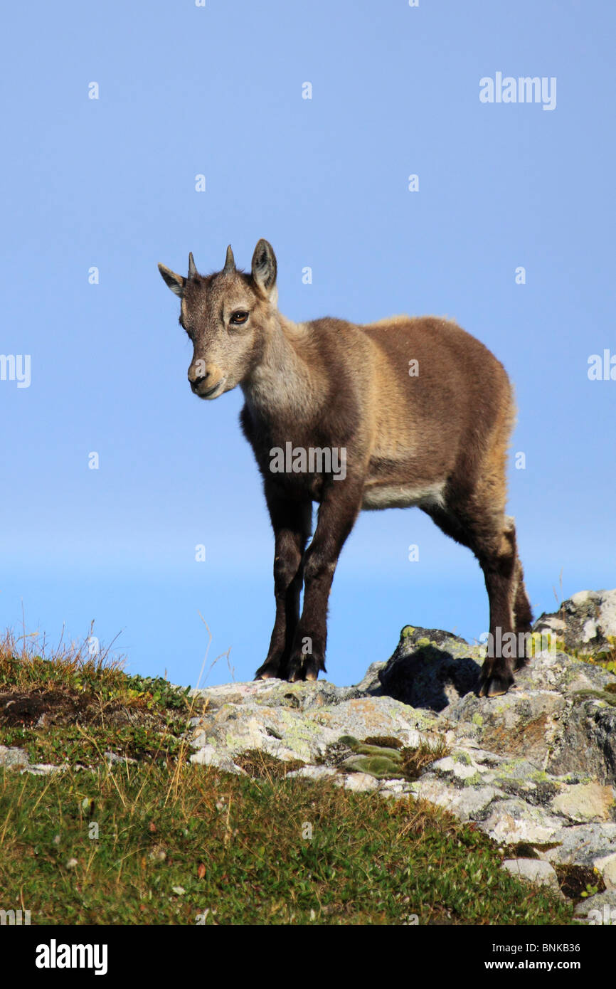 Alps alpine fauna Alpine fauna mountain mountains mountain fauna ...