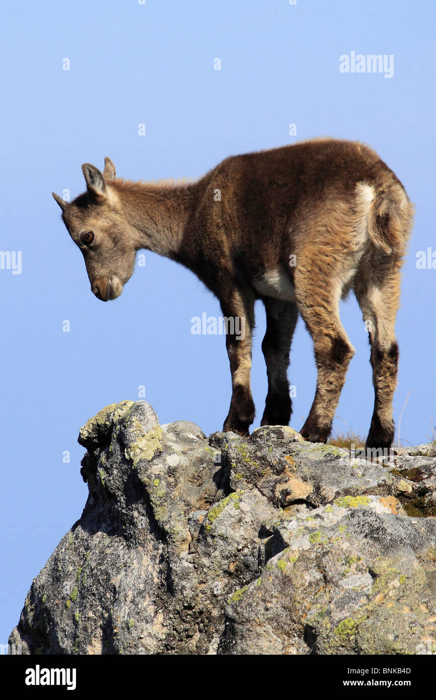 Alps alpine fauna Alpine fauna mountain mountains mountain fauna ...