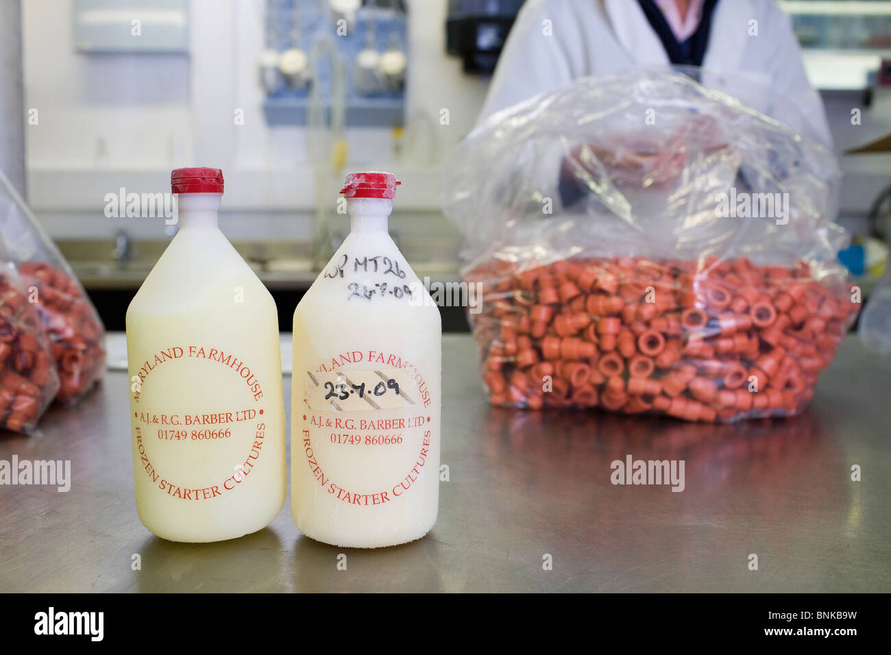 Cheddar Cheese Cultures at Terry Greene blog