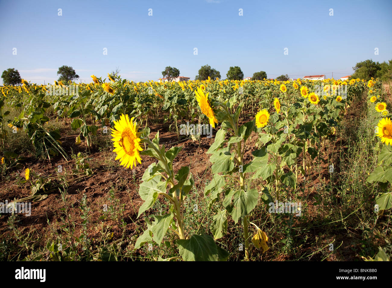 sunflower,summer,plant,Greece,sunny,sunflower seed ,agriculture Stock ...