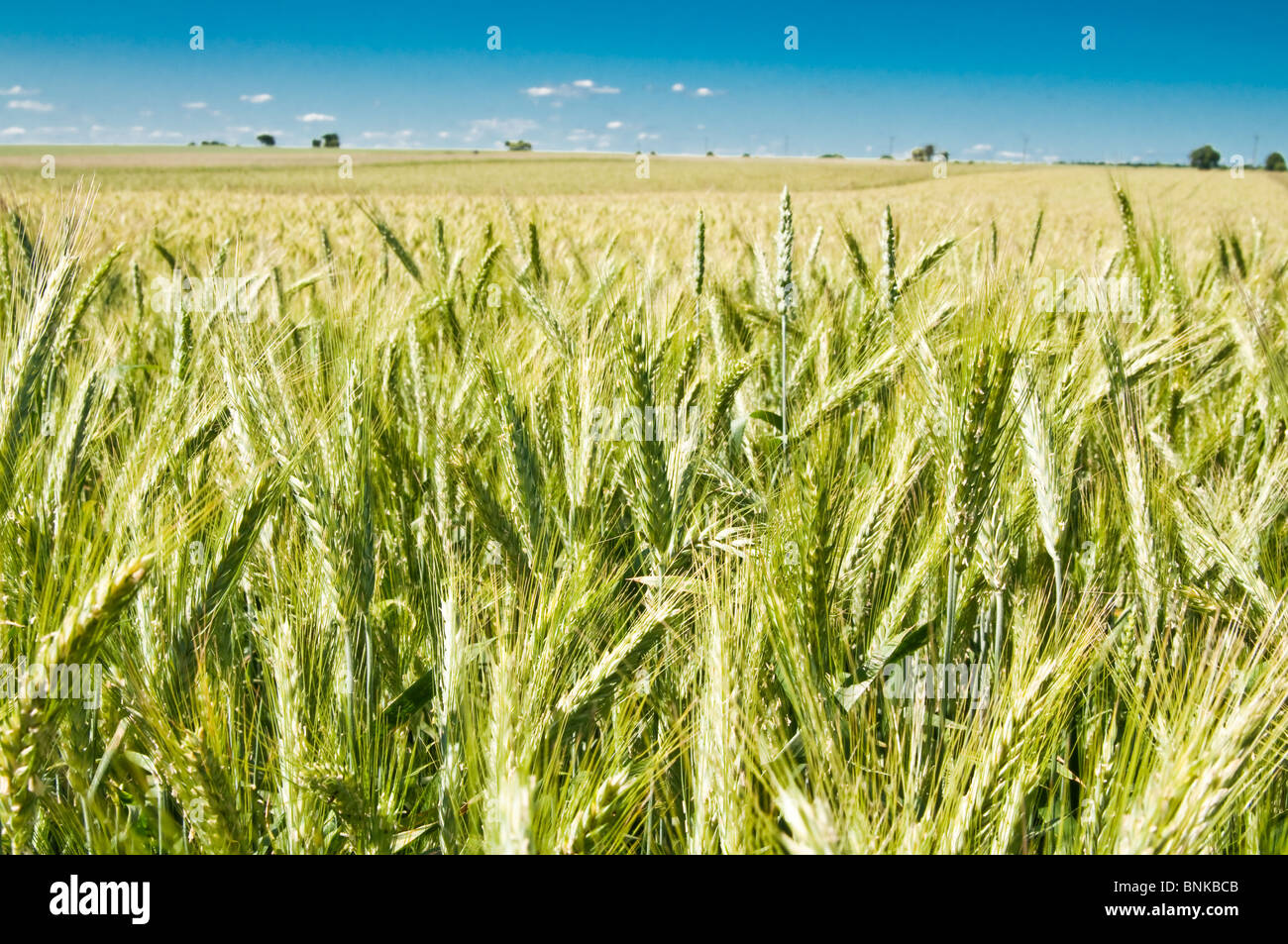 Green wheat field Stock Photo - Alamy