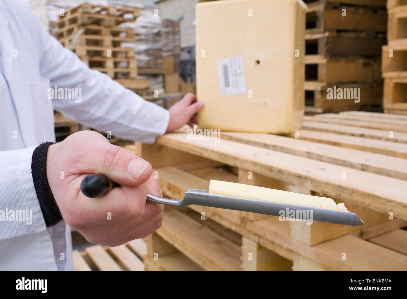 A quality control cheese taester Stock Photo - Alamy