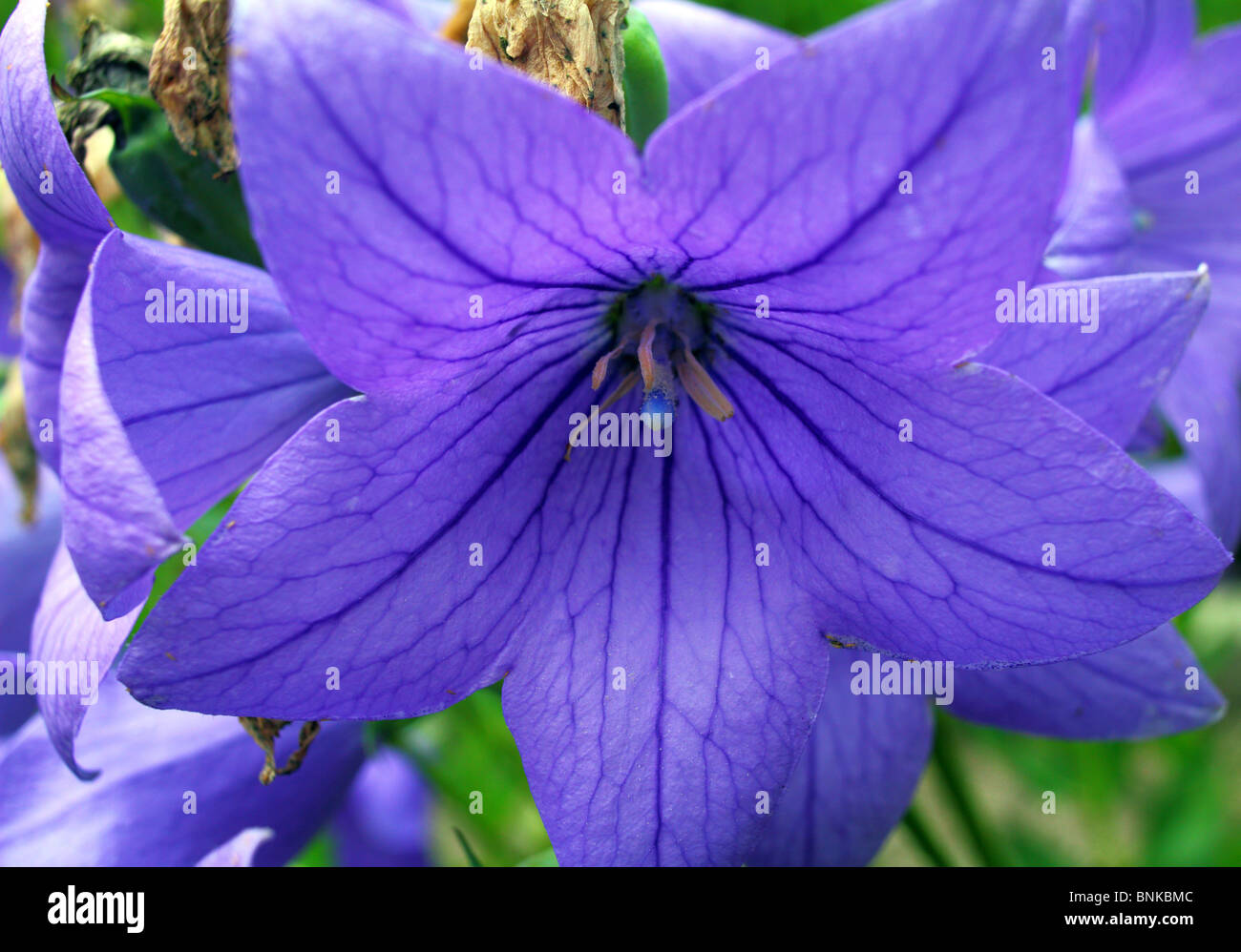 Platycodon grandiflorus hi-res stock photography and images - Alamy