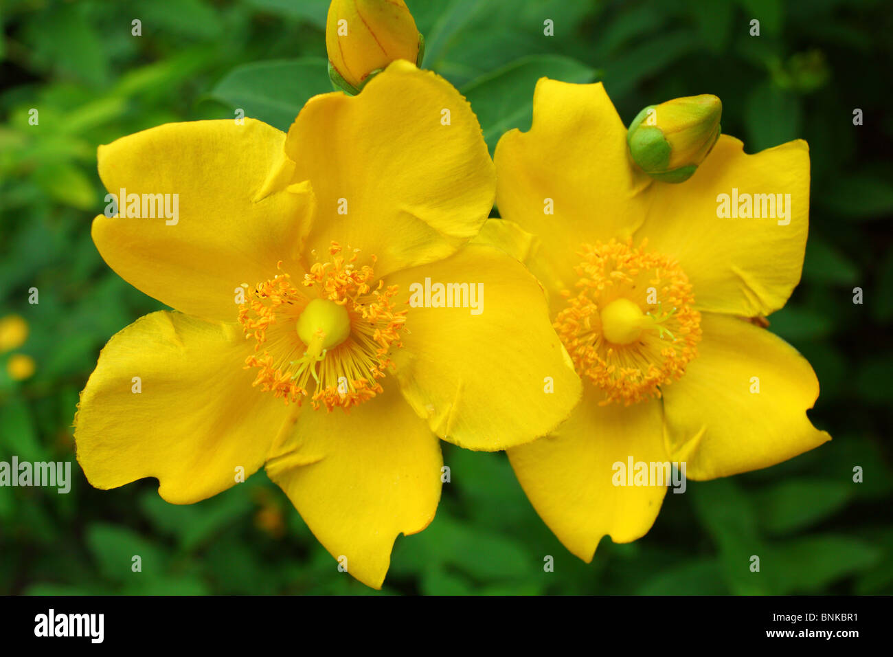 Two yellow hypericum flowers close up Stock Photo - Alamy