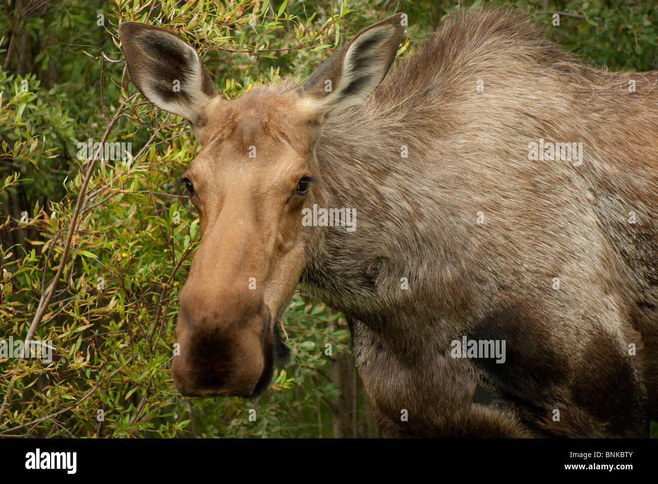 Female moose cow roadside Alaska Stock Photo - Alamy