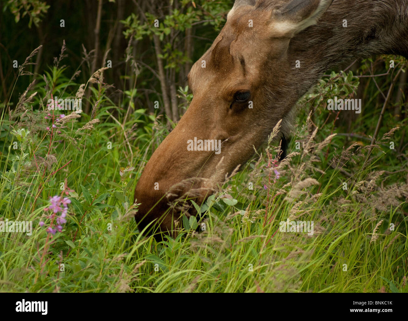 Female moose cow roadside Alaska Stock Photo - Alamy