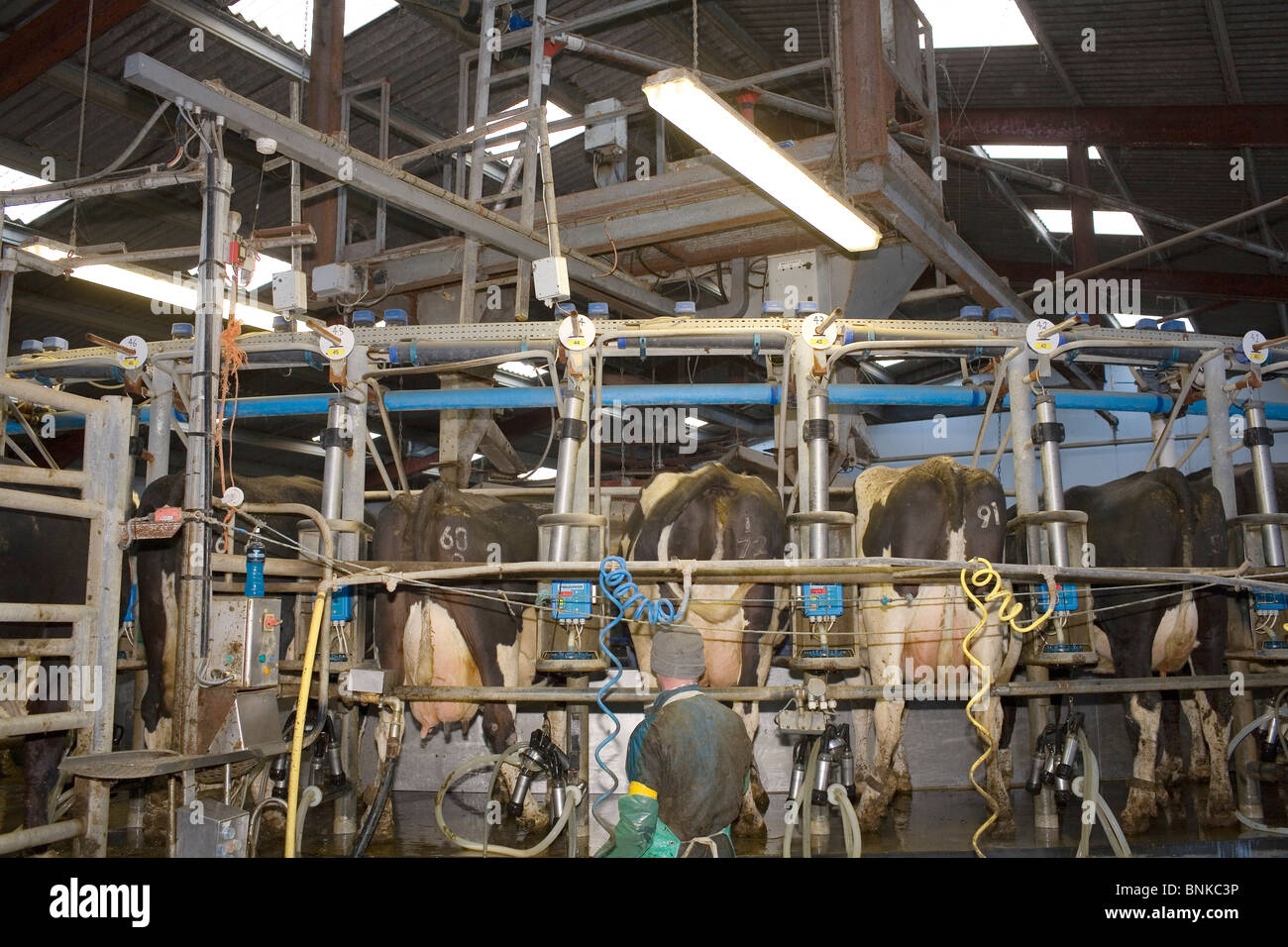 Cows in milking machine on hi-res stock photography and images - Alamy