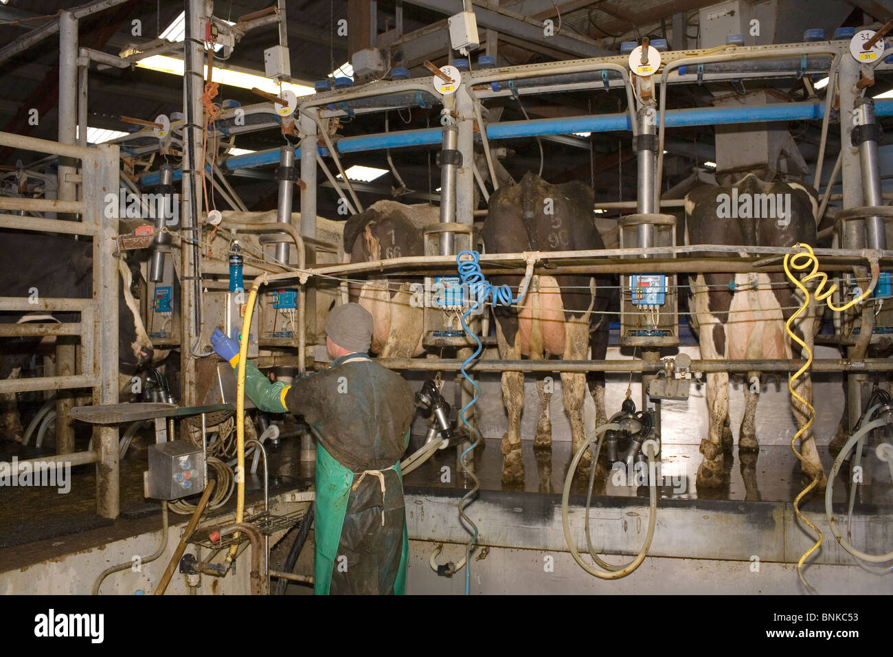 Cows are milked on a rotating machine at a farm in England Stock Photo ...