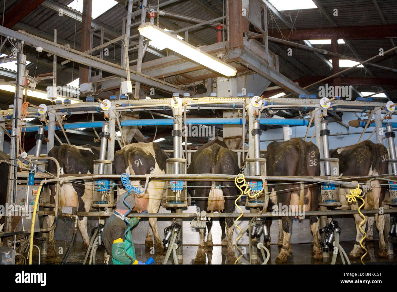Cows are milked on a rotating machine at a farm in England Stock Photo ...