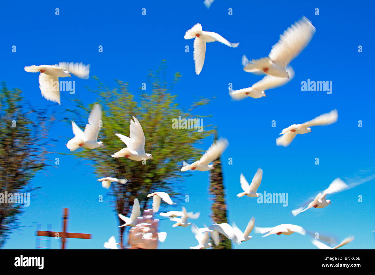 White doves in flying hi-res stock photography and images - Alamy