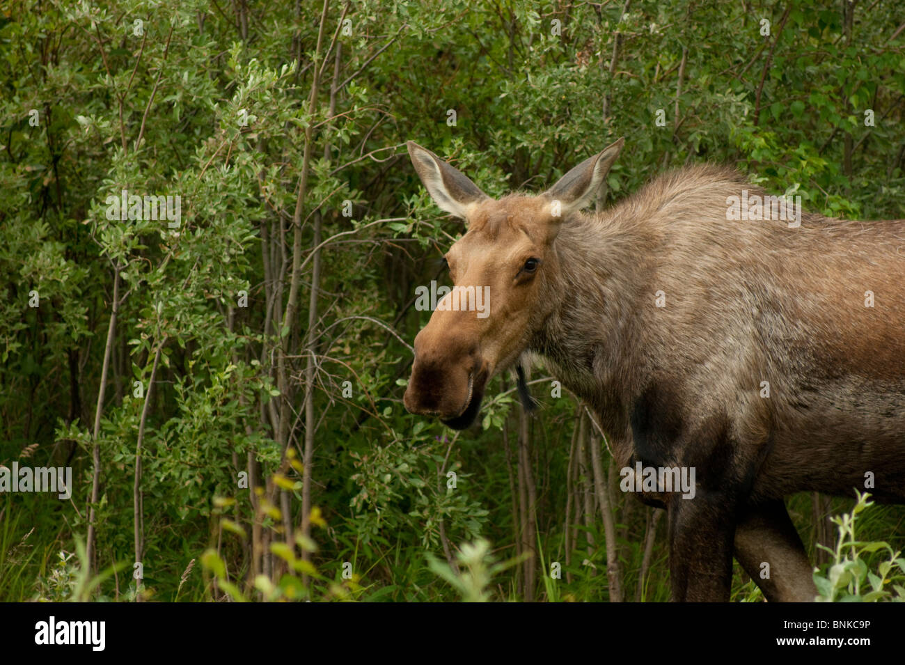 Female moose cow roadside Alaska Stock Photo - Alamy