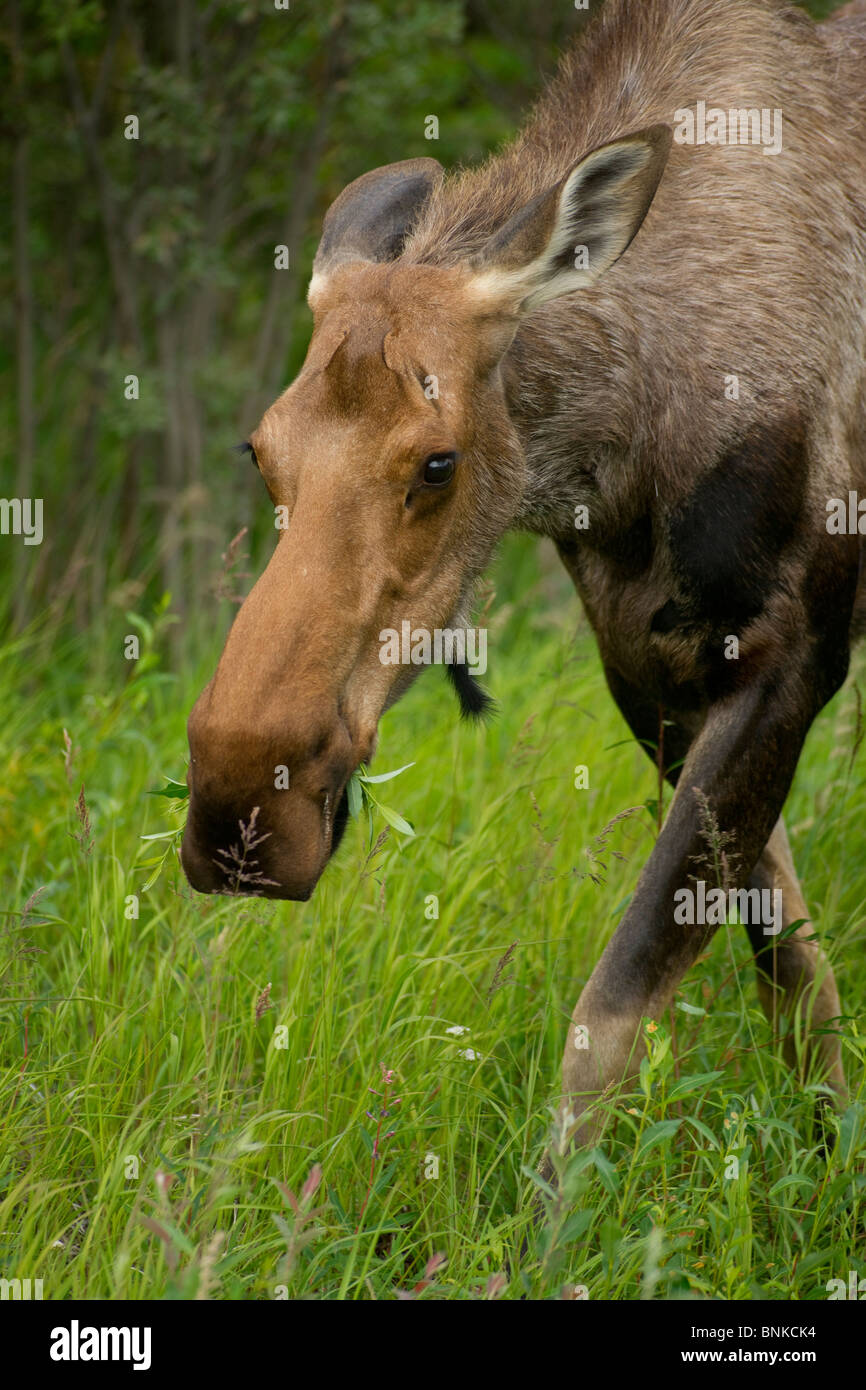 Female moose cow roadside Alaska Stock Photo - Alamy