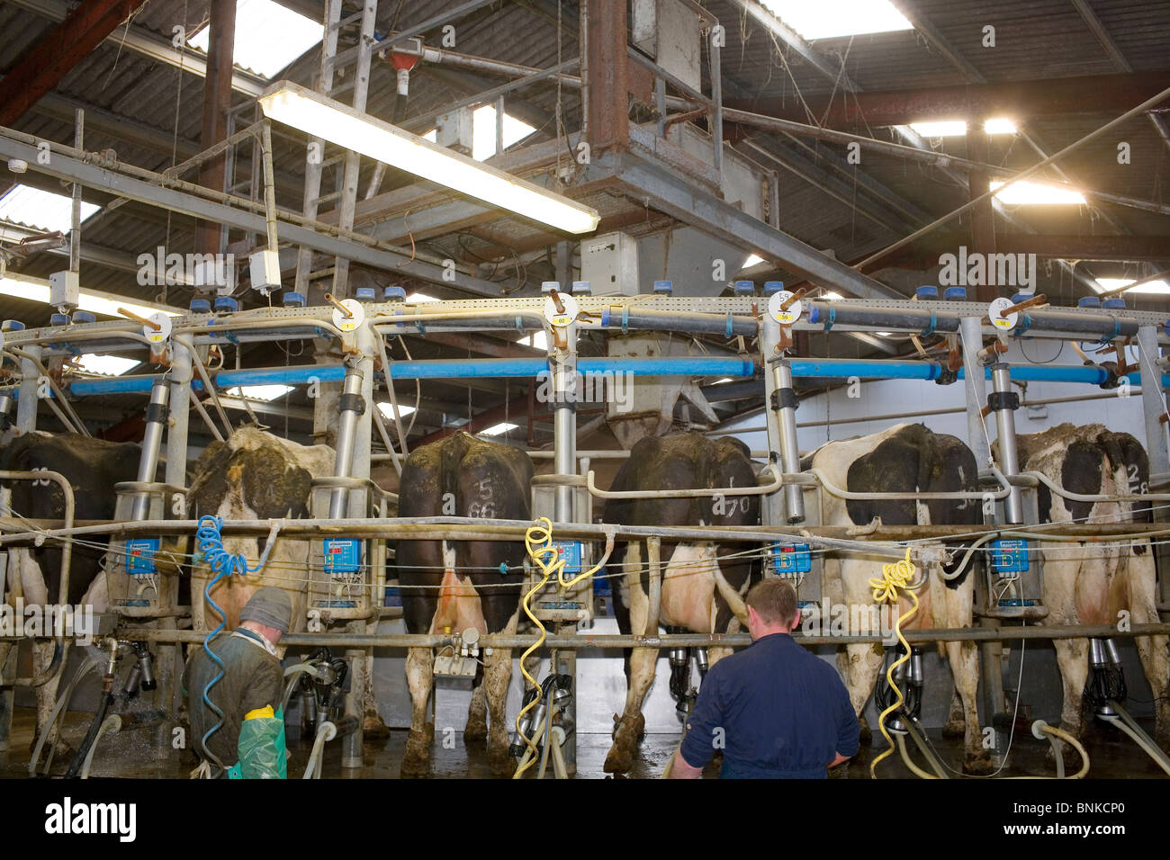 Cows are milked on a rotating machine at a UK farm Stock Photo - Alamy
