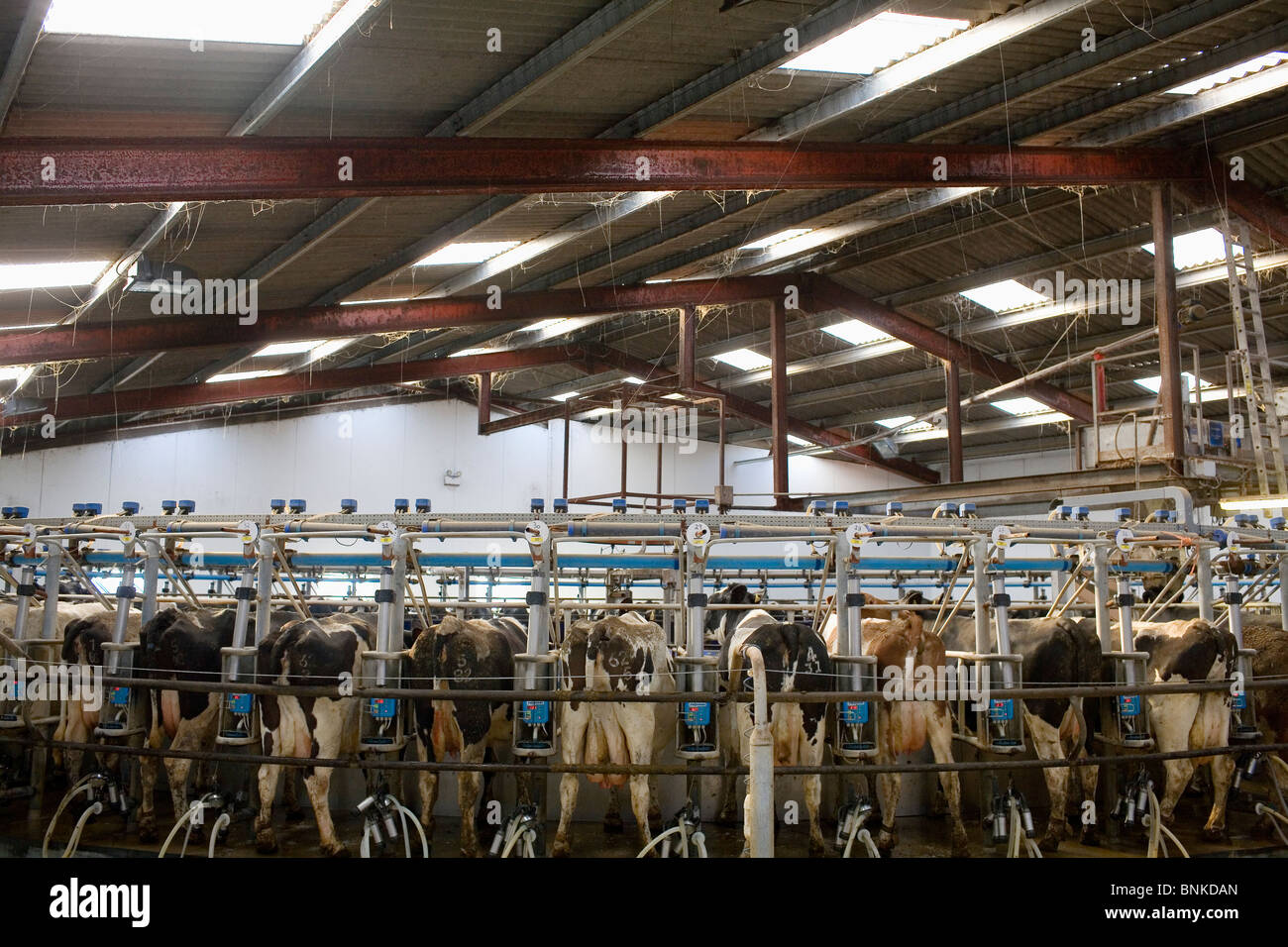Cows are milked on a rotating machine at a farm in England Stock Photo ...