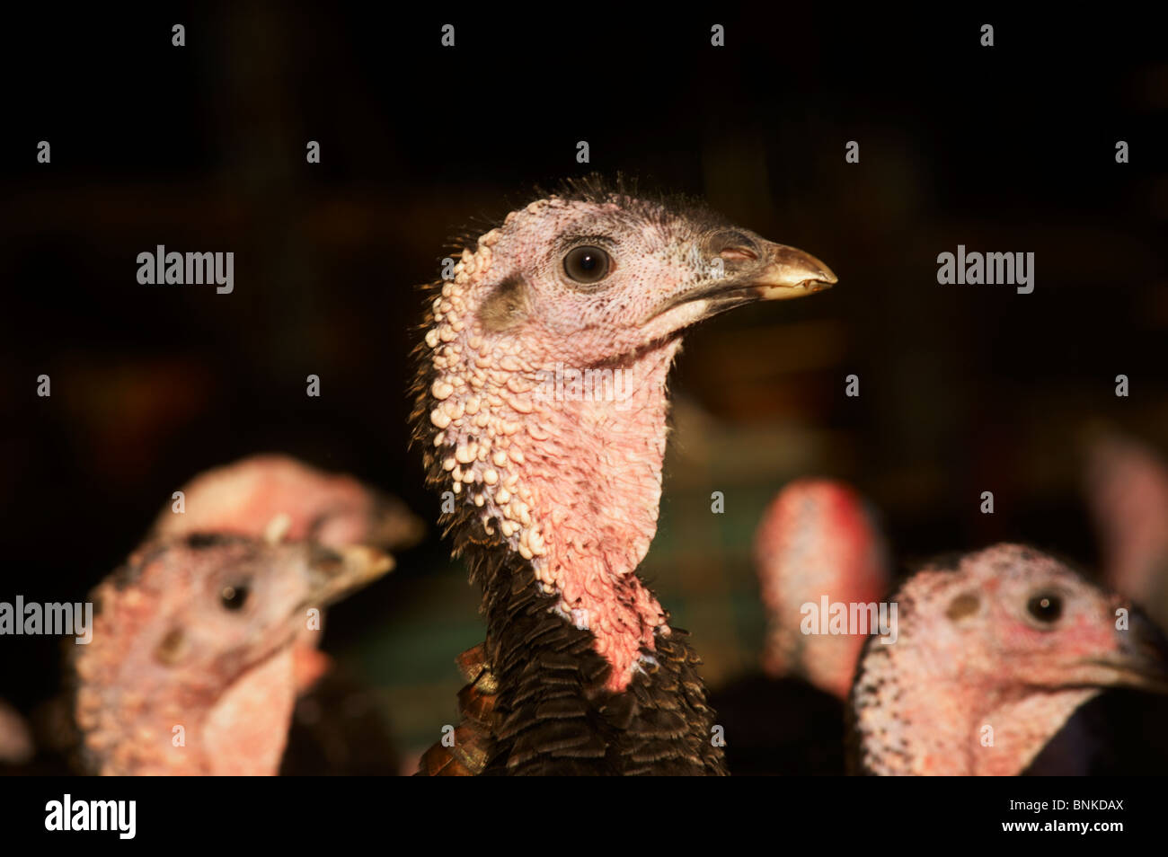 A small independent turkey farm in Wilshire, England Stock Photo - Alamy