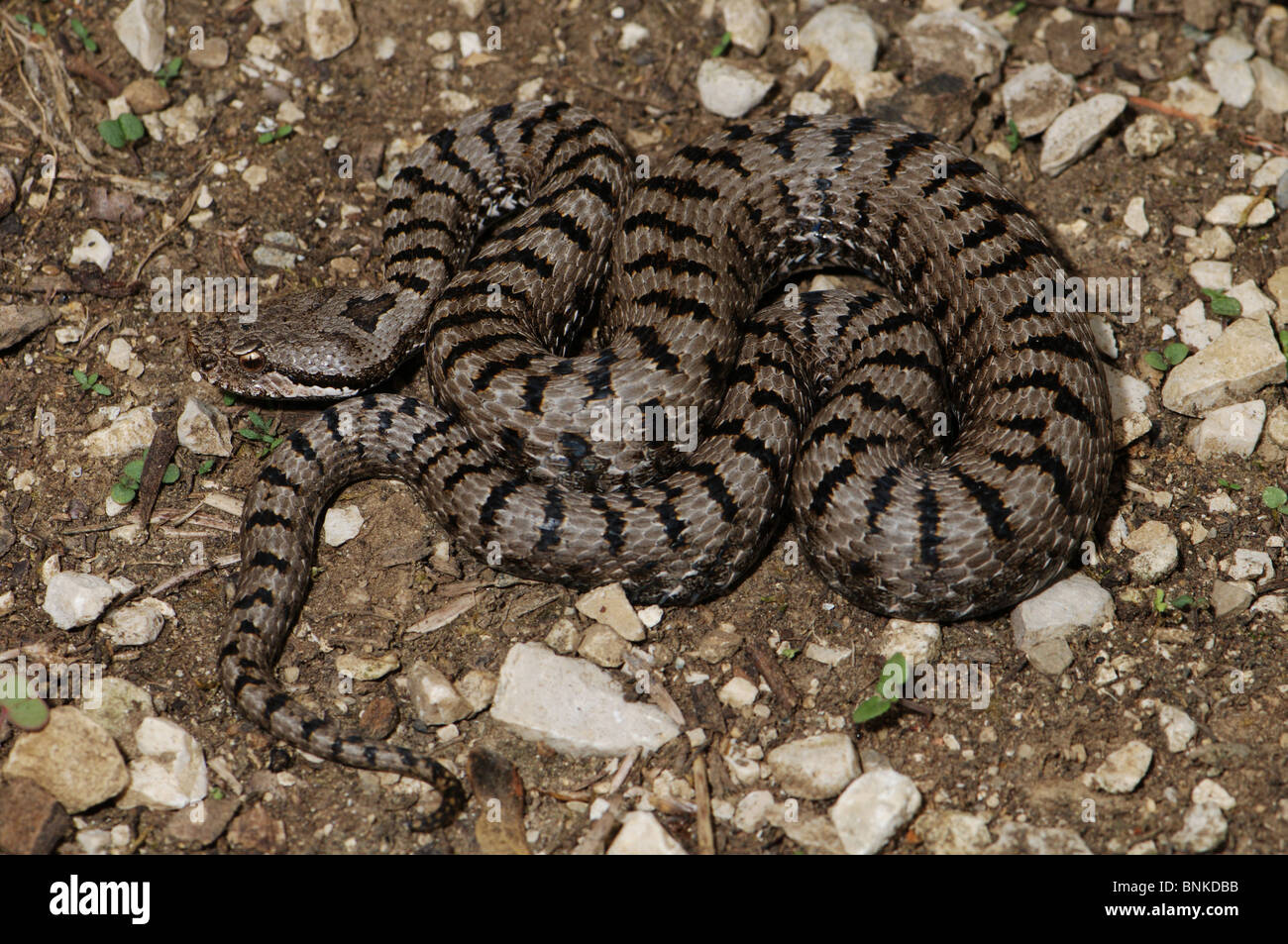 viper vipers adder adders asp viper Vipera a. aspis snake snakes ...
