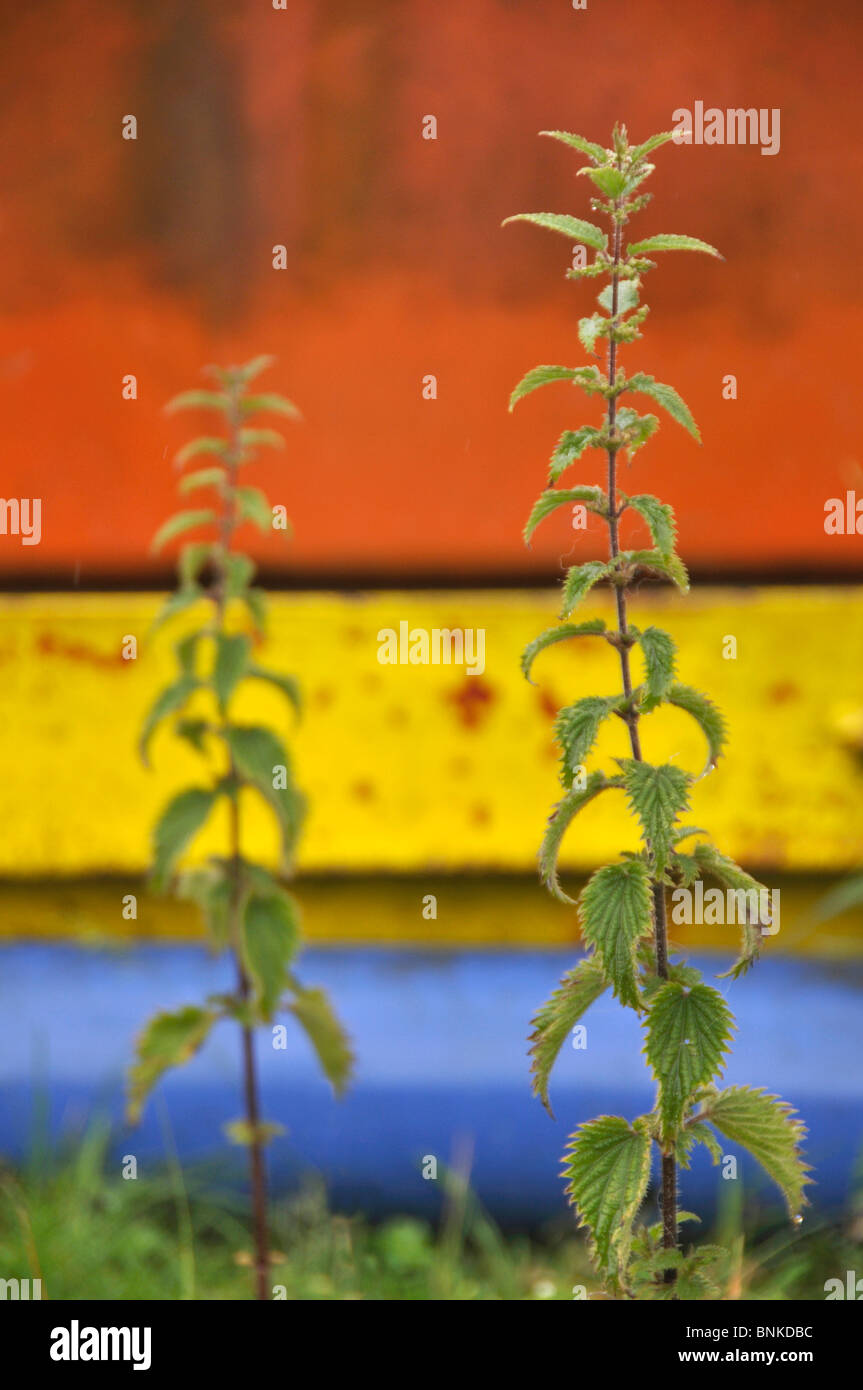 Stinging nettles in front of coloured crates, Kerrera, Scotland Stock ...