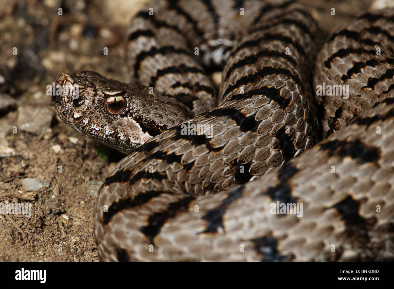 viper vipers adder adders asp viper Vipera a. aspis snake snakes ...