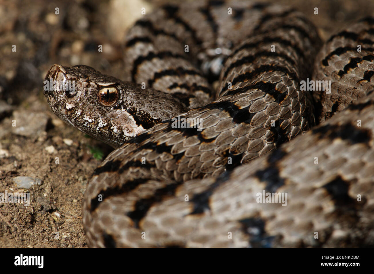 viper vipers adder adders asp viper Vipera a. aspis snake snakes ...