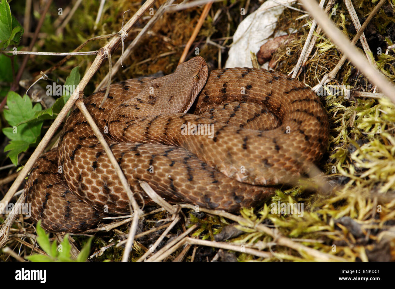 viper vipers adder adders asp viper Vipera a. aspis snake snakes ...