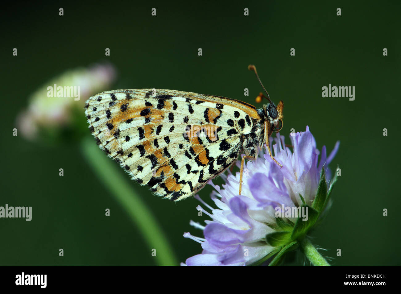 Spotted Fritillary Melitaea didyma butterfly butterflies insect insects ...