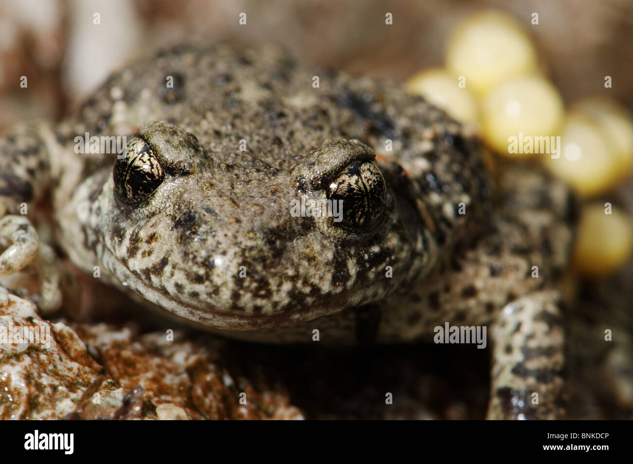 toad toads midwife toad Alytes obstetricans Amphibian Amphibians brood ...