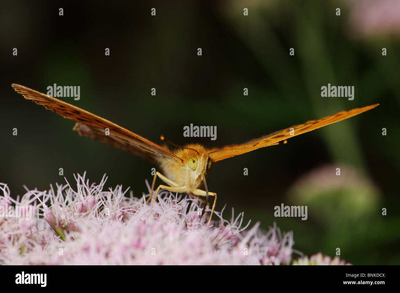 Silver-washed Fritillary Argynnis paphia butterfly butterflies insect ...