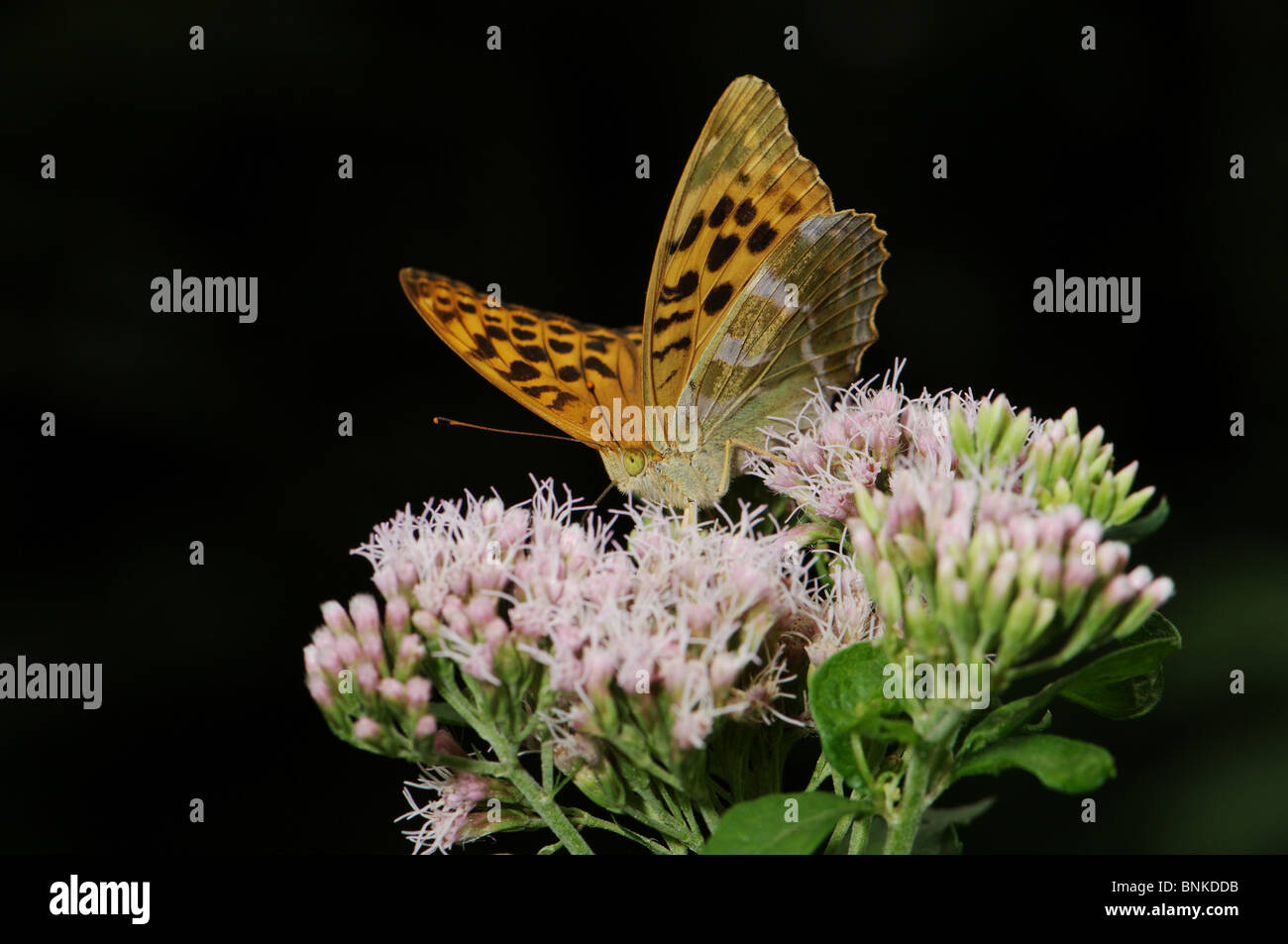 Silver-washed Fritillary Argynnis paphia butterfly butterflies insect ...