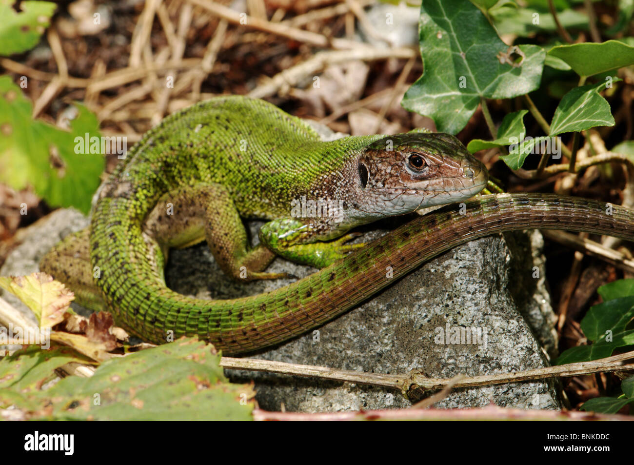 lizard lizards western green lizard green lizard Lacerta b. bilineata ...