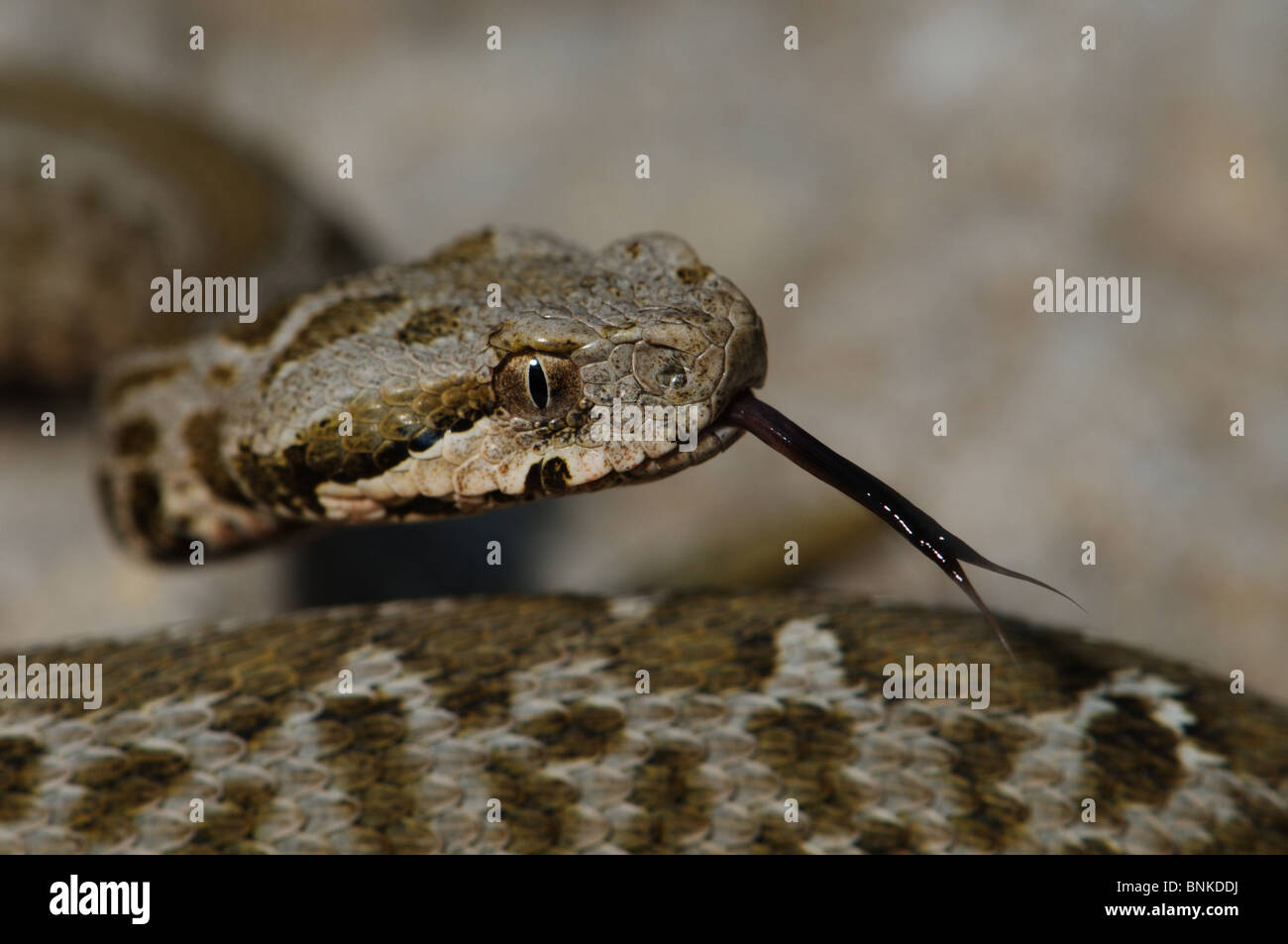 Viper vipers adder adders mountain adder Wagner's mountain adder ...